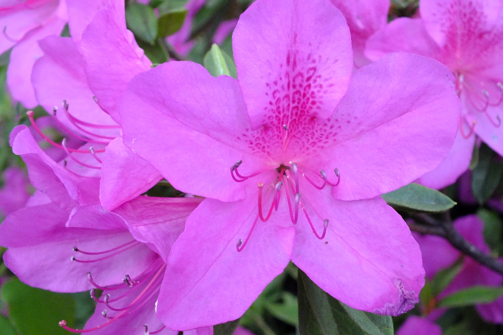 Gene's Garden: Azalea's in full bloom