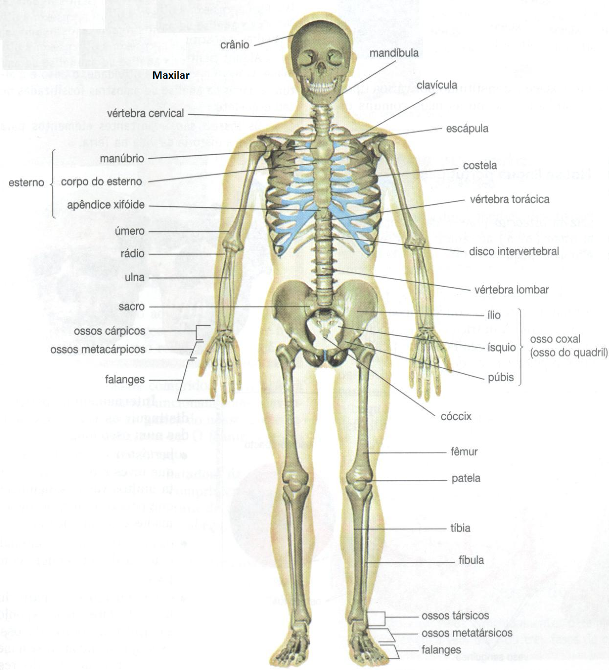 TecAulas: Introdução ao Sistema Ósseo
