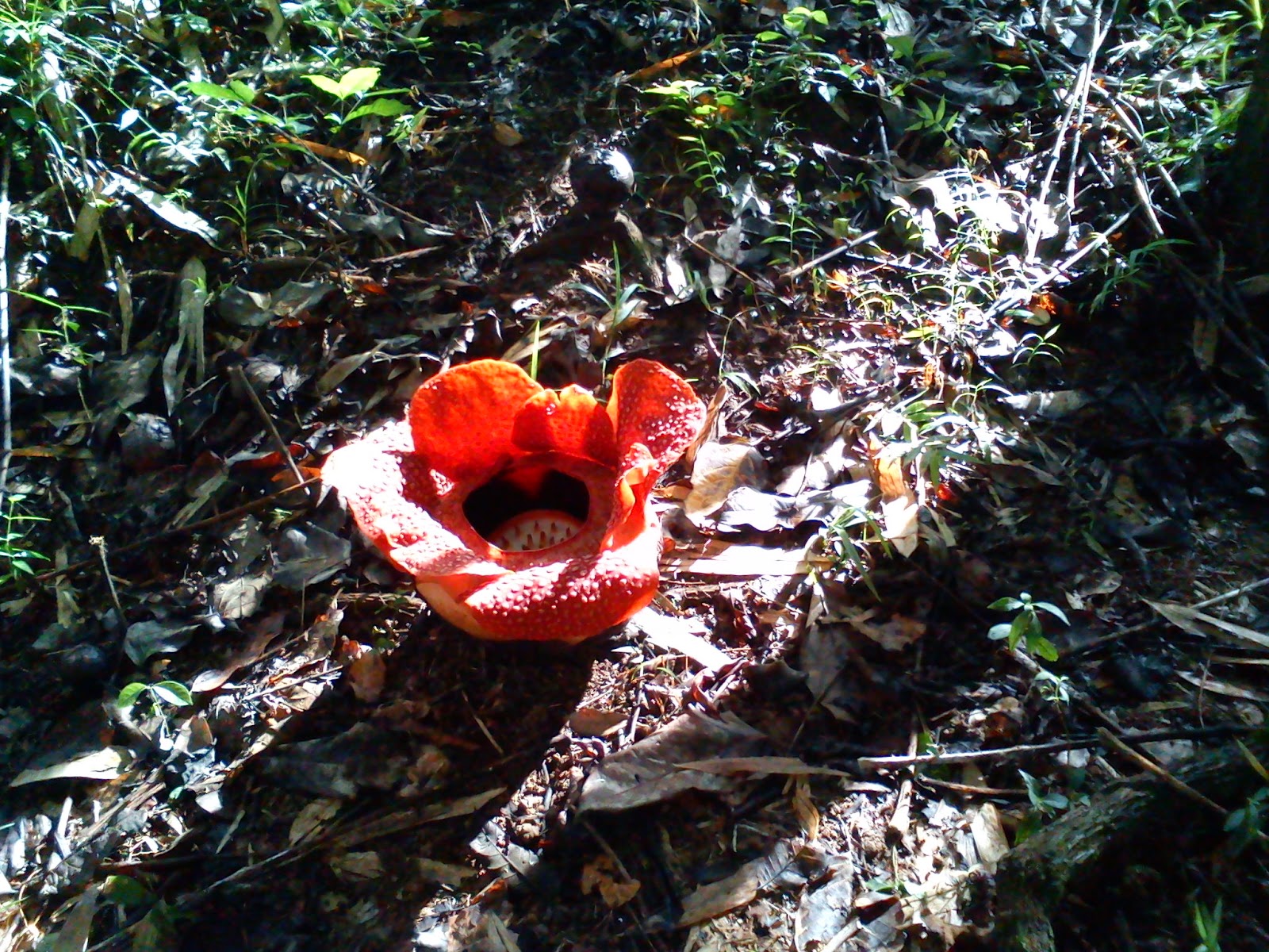 RAFFLESIA INFO | RAFFLESIA BLOOMING SEASON