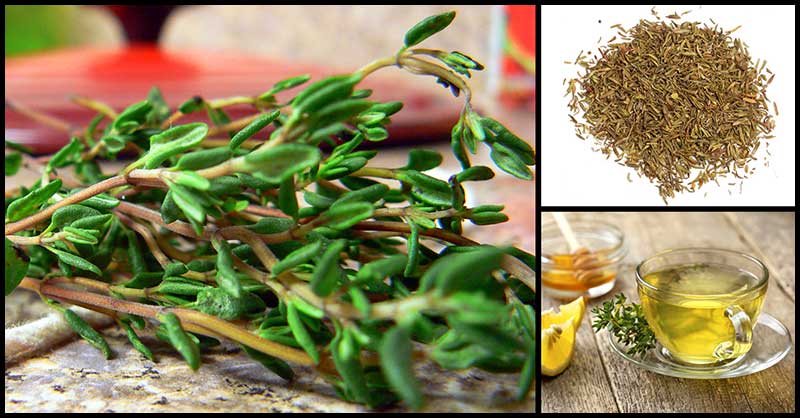 Thyme As An Effective Natural Cough Remedy | Dr Farrah MD