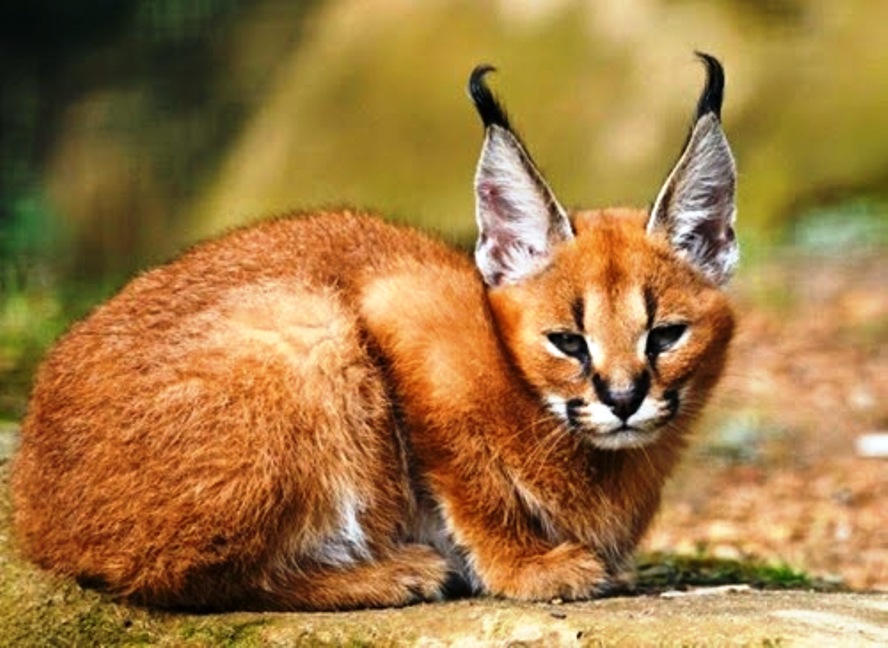 CARACAL CAT photos - wallpapers (ανανεωμένο) | the fun bank