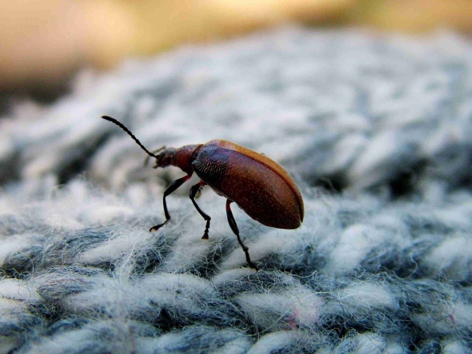 Money Matters: Say No to Foods Laced with Cochineal, Carmine (Beetle ...