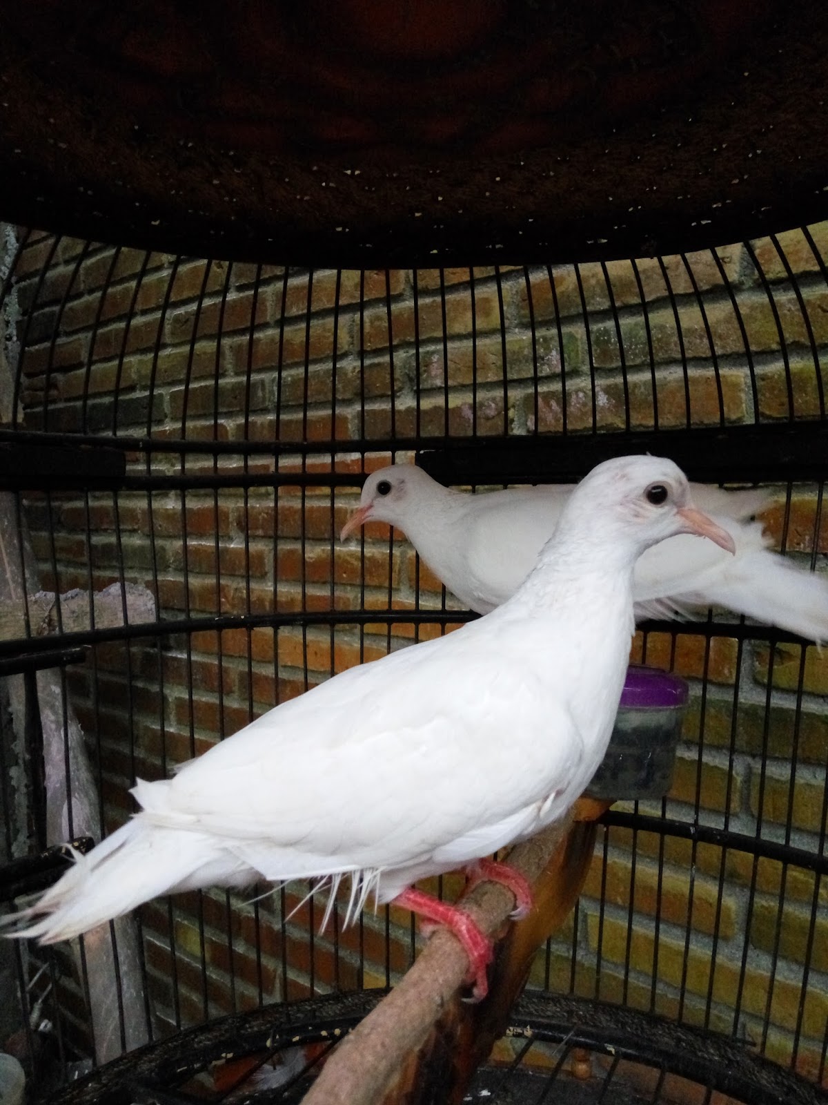 derkuku putih | Pawiro Bird Farm | Dove and Pigeon Breeder
