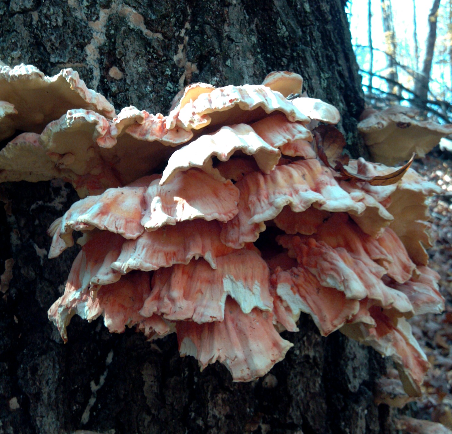 Divinebunbun's Rugged Rural Missouri: Chicken of the Woods