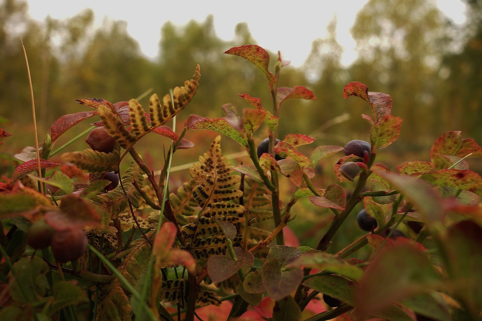 Fillarikellari: Vindelfjällen