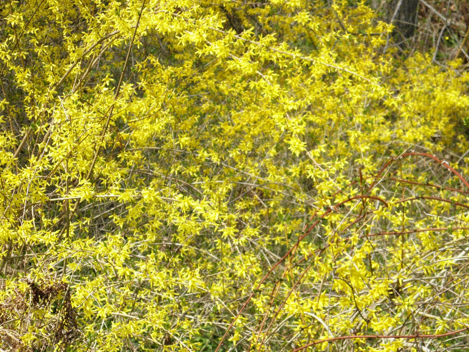 Forsythia