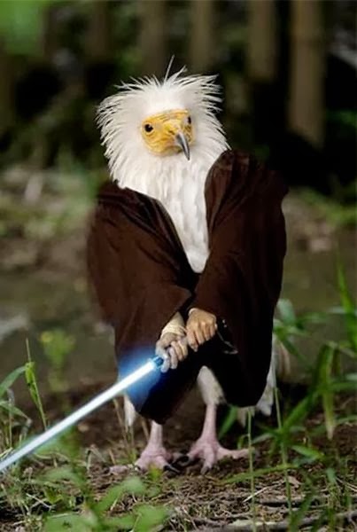 FuNtastiC: Funny Photoshopped birds ;0 (Part-1)