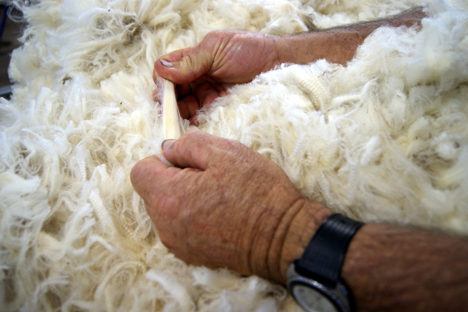 One Farm Day: Wool Classer - Graham Traves