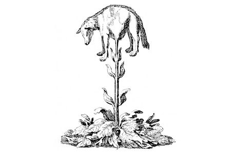 The Presurfer: Legend Of The Vegetable Lamb Of Tartary