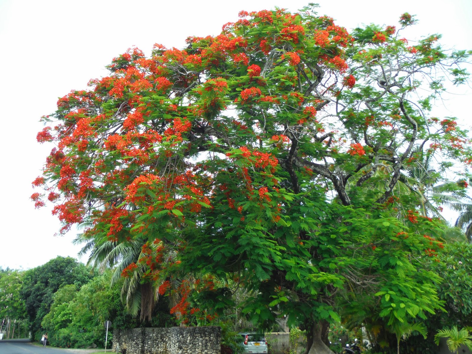 Ramirez Family: RAROTONGA, COOK ISLANDS FLORA AND FAUNA
