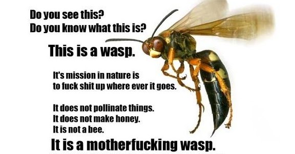 kittelberg writes: Weekend of the wasp