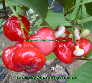 PBN: Jmb Air Kancing Merah