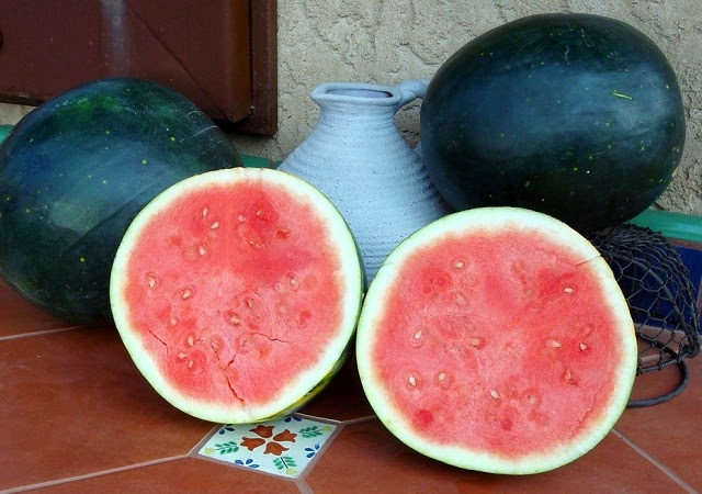 HOW TO GROW WATERMELONS FROM SEED |The Garden of Eaden
