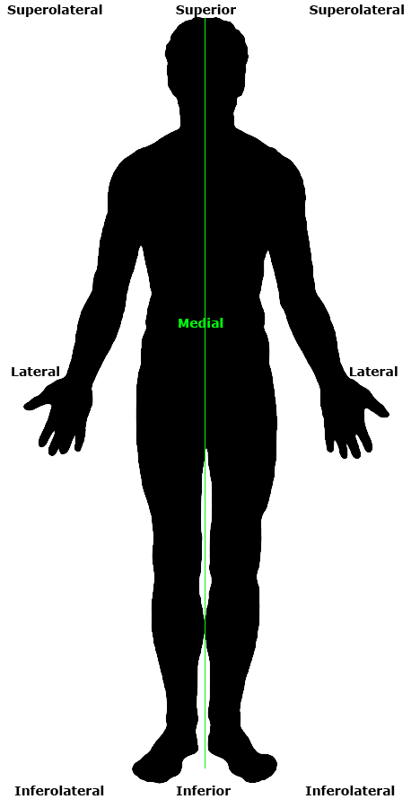 Los términos anatómicos de dirección y posición más comunes. - AnSRo