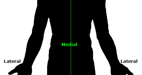 Los términos anatómicos de dirección y posición más comunes. ~ AnSRo