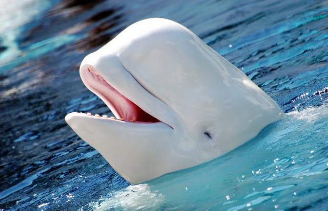 Beluga Whale