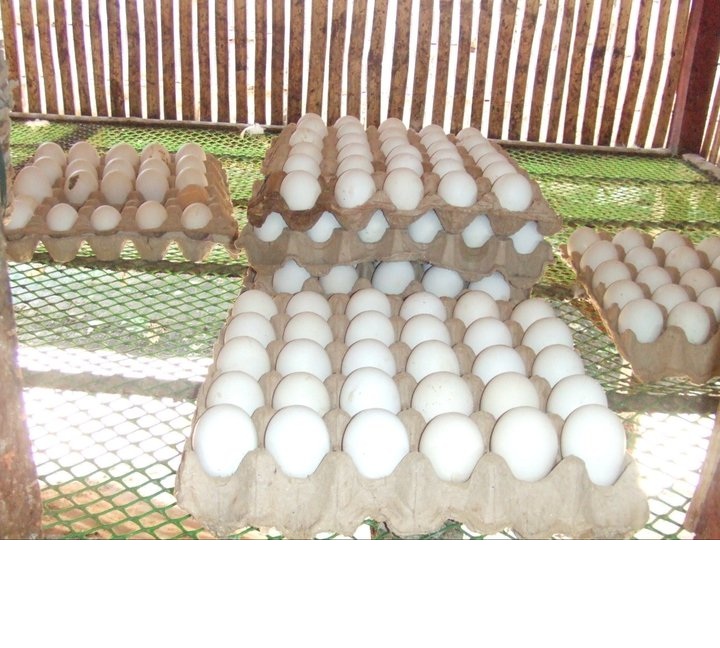 WIMLER.org: Updates: School-based Poultry Project