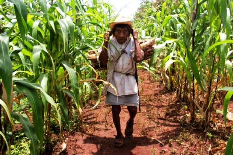 EL CAJON DE LOS CONOCIMIENTOS: MILPA