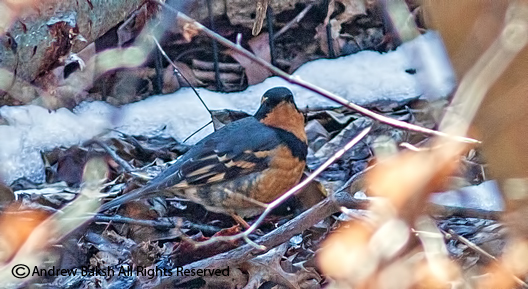 Birding Dude: Varied Thrush AKA Alaskan Robin shows up in Prospect Park ...