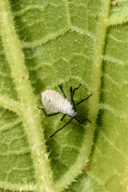 northeast naturalist: Squash Bugs