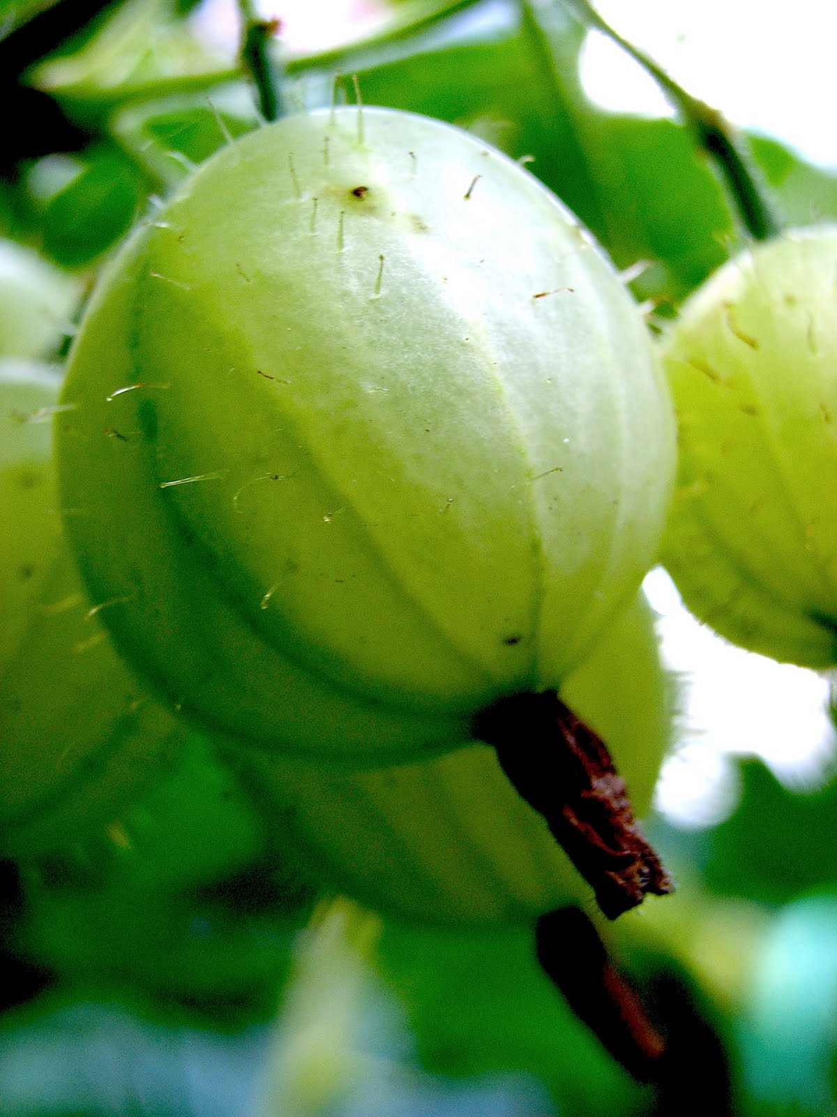 Bilder-Bibliothek: Stachelbeeren