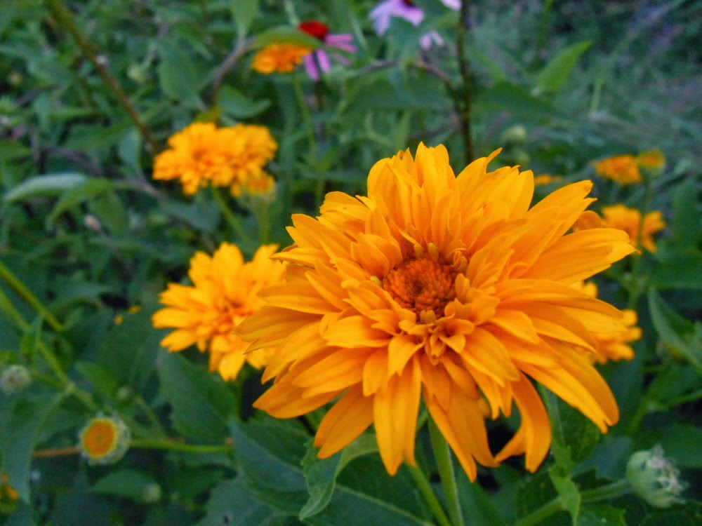 The Lucas Countyan: Taking time to smell the crabgrass