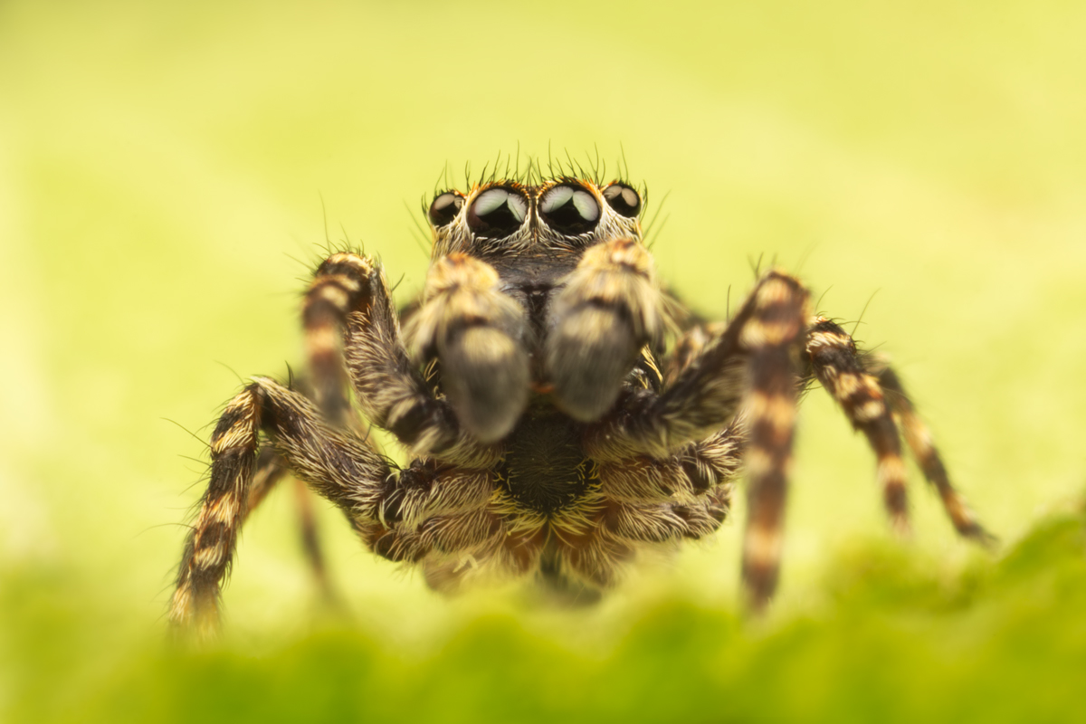 Matt Cole Macro Photography: A Jumping Spider's Tummy