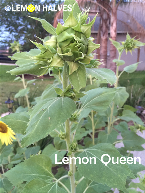 Lemon Halves: Sunflower Lemon Queen