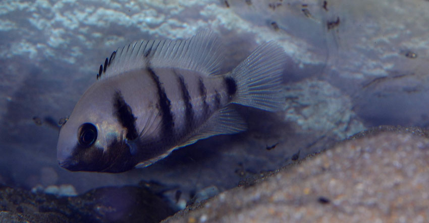 Mahengechromis: Cryptoheros cutteri