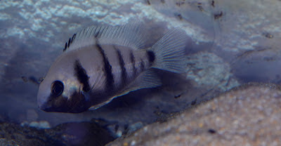 Mahengechromis: Cryptoheros cutteri