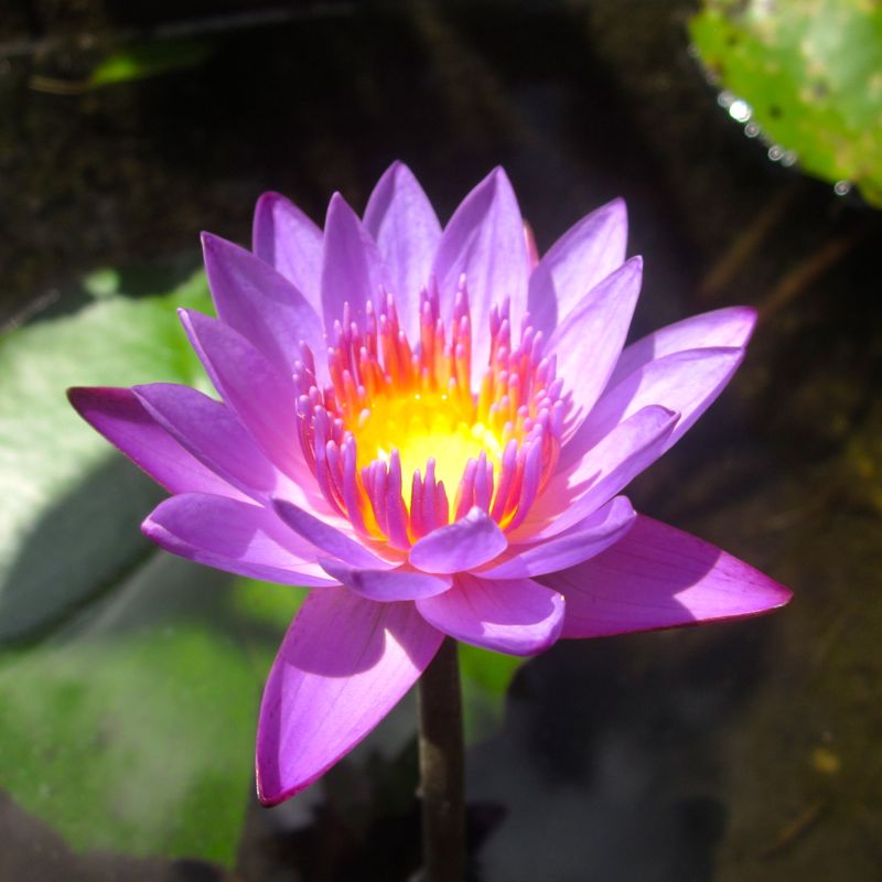 Adventures from Vietnam: BALI FLOWERS