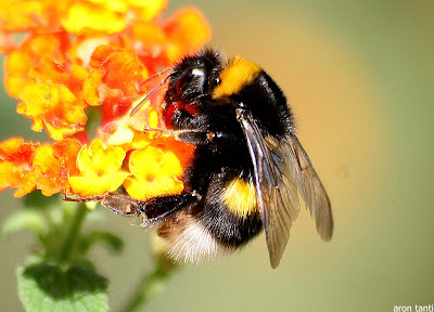 Bumble Bee Facts and Latest Photographs | The Wildlife