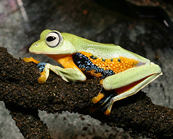 10 Contoh Hewan Amphibi Beserta Gambar Dan Penjelasannya - SemuaContoh