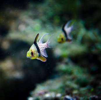 Pajama Cardinalfish ~ Aquatic Animals