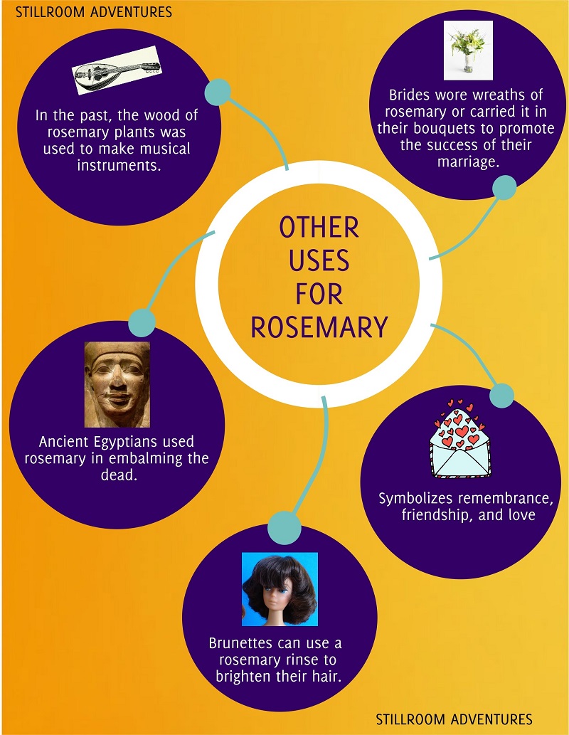 History, Lore and Magic of Rosemary