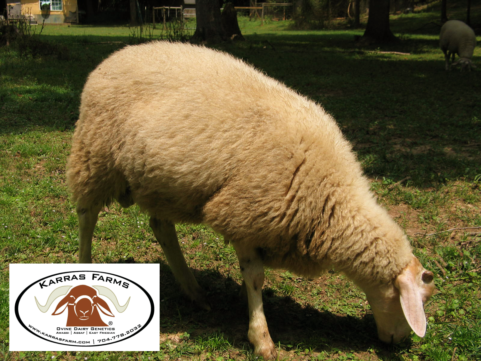 Karras Farm - East Friesian Sheep Breeder: Karras Farm - Weak Lamb At ...
