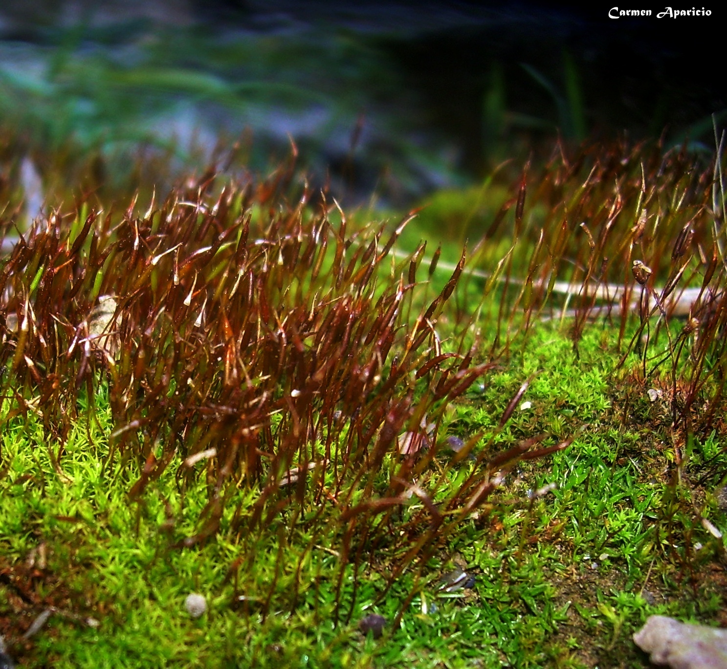 Mirando los detalles: La belleza del musgo
