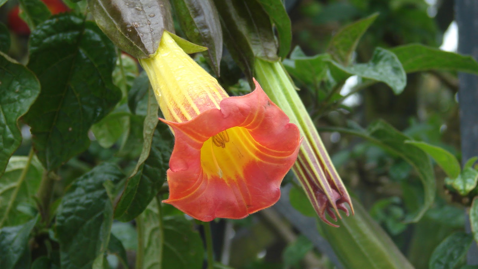 Brugmansia sanguinea «floripondio rojo» - Id Plantae