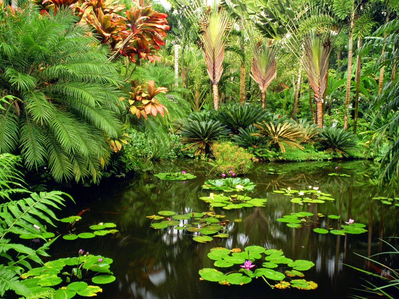 Wallpapers Selva Full HD - Fondos De pantallas(Wallpaper)