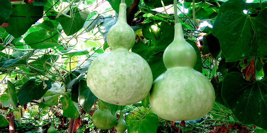 Thonny Hawany: A CABAÇA: DA CUIA À REPRESENTAÇÃO DO UNIVERSO PARA O ...