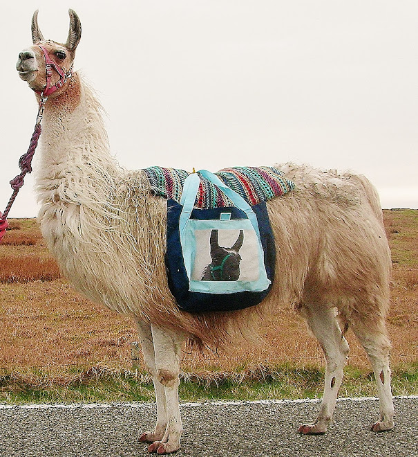 .Lewis Island Llama Trekking