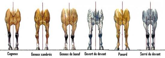 LES APLOMBS IRRÉGULIERS - Soigneur d'équidés