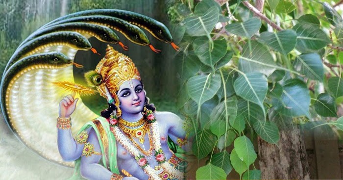 VEDIC TREE: सोमवती अमावस्या और सर्वार्थसिद्धि योग का शुभ संयोग, 16 ...