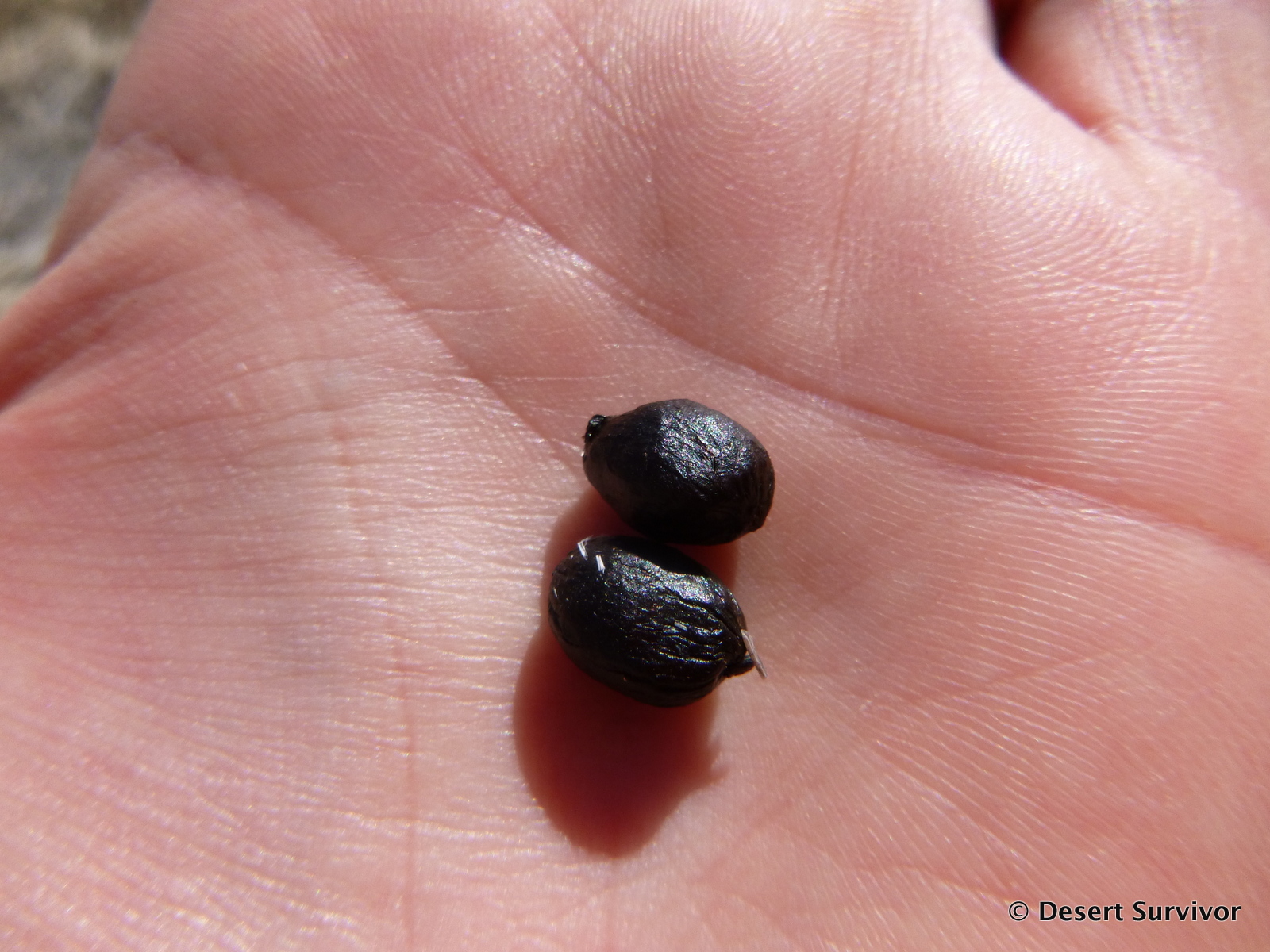 Desert Survivor: Comparison of Ungulate Pellets