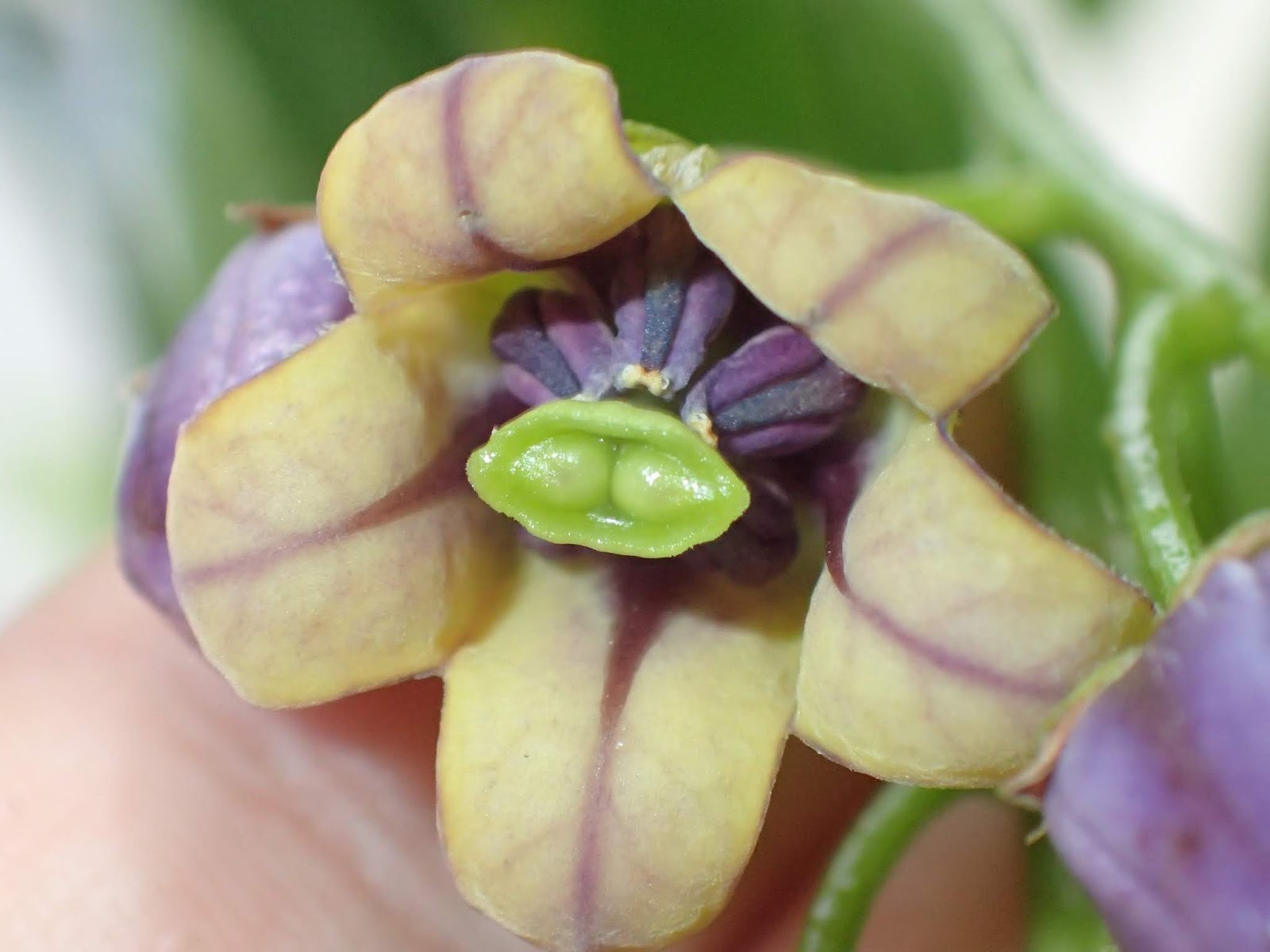 Scirpidiella's Plants: Guava Tamarillo (Cyphomandra fragrans) in flowers