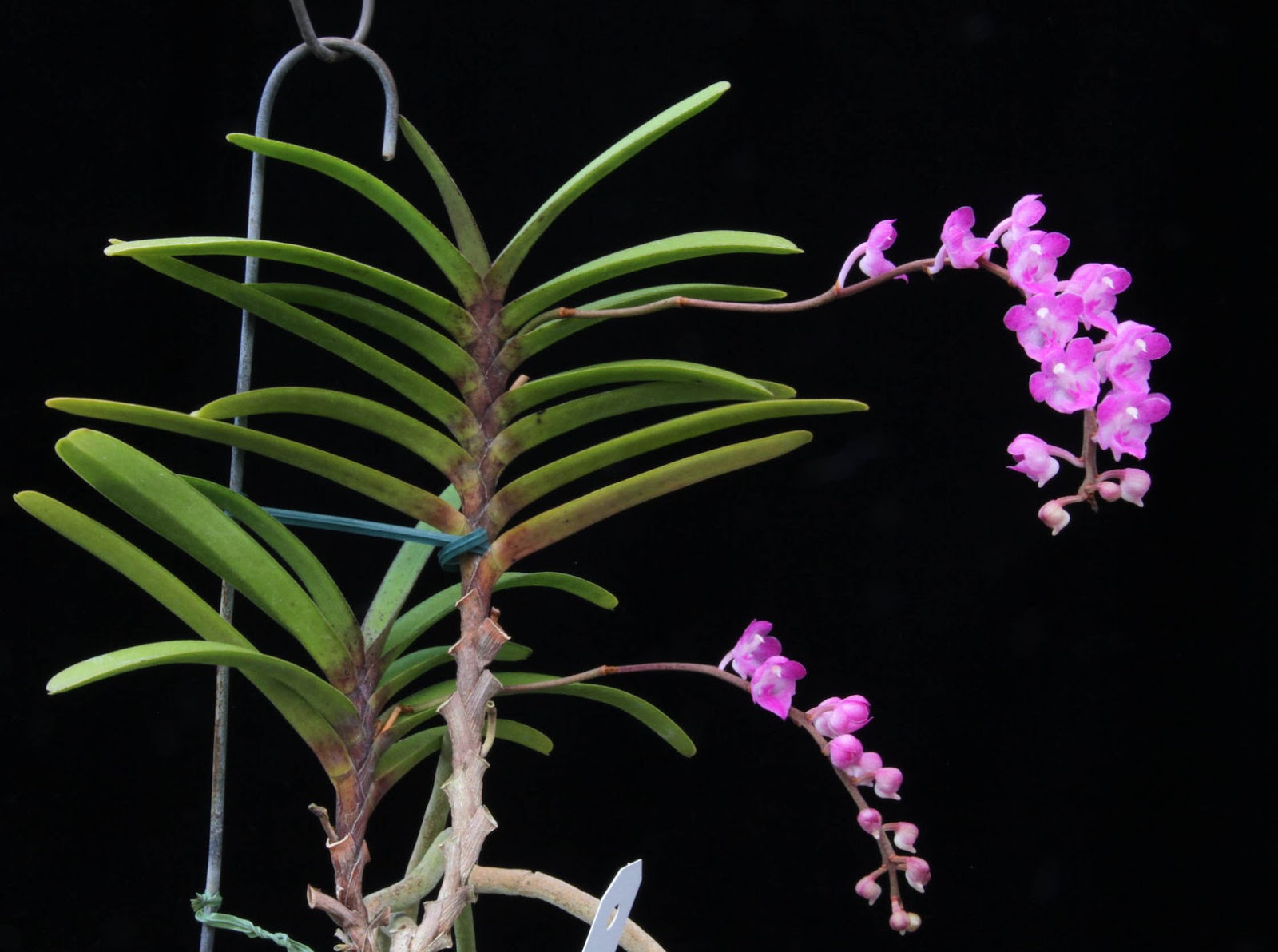 Grow and care Aerides krabiensis orchid - The Krabi Aerides | Travaldo ...