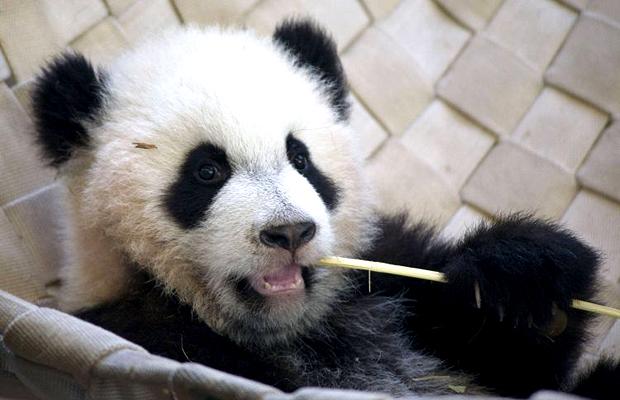 Cute Baby Panda Pictures | Amazing Creatures
