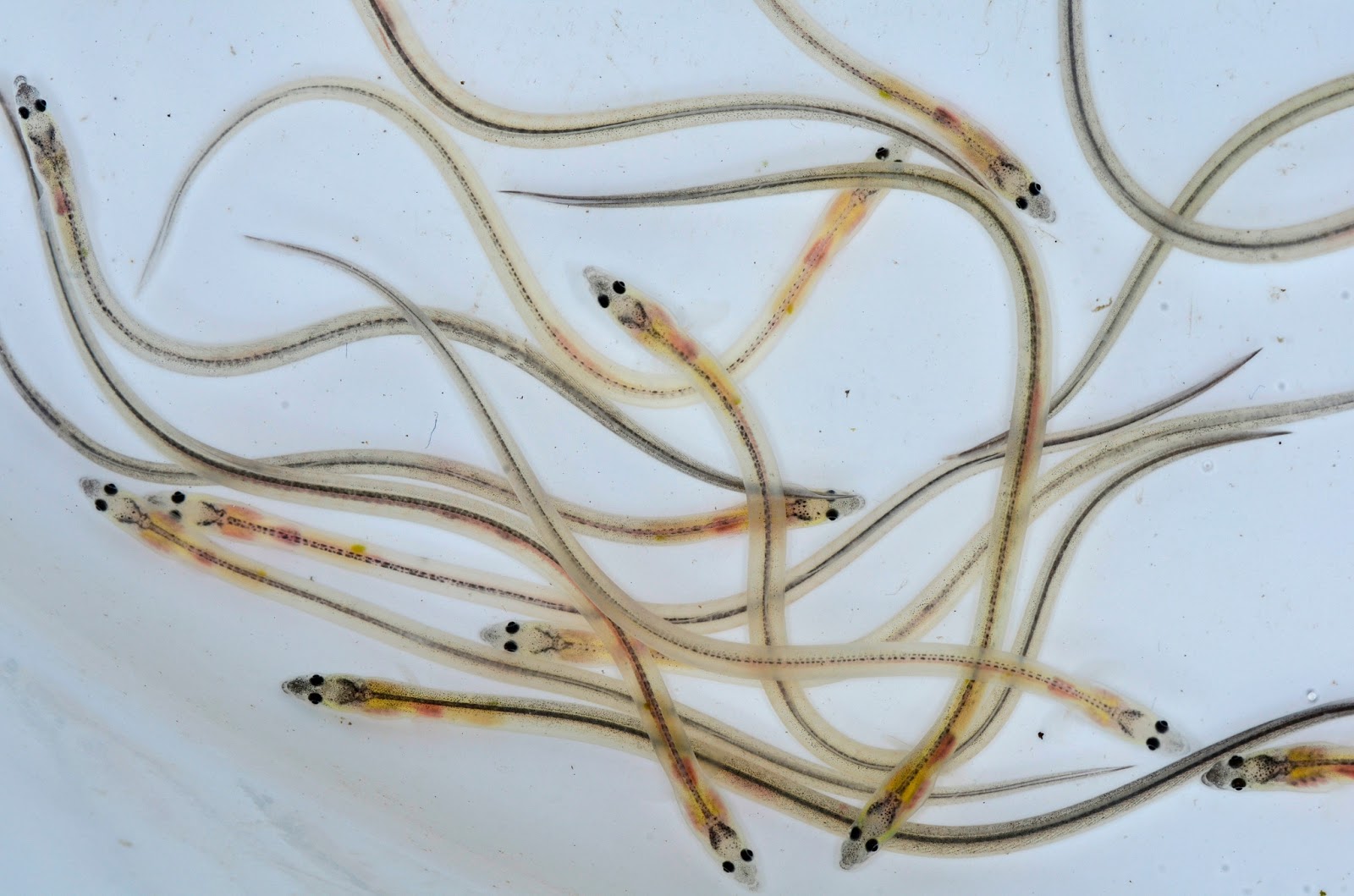 Datakal: Glasaal komen nu binnen