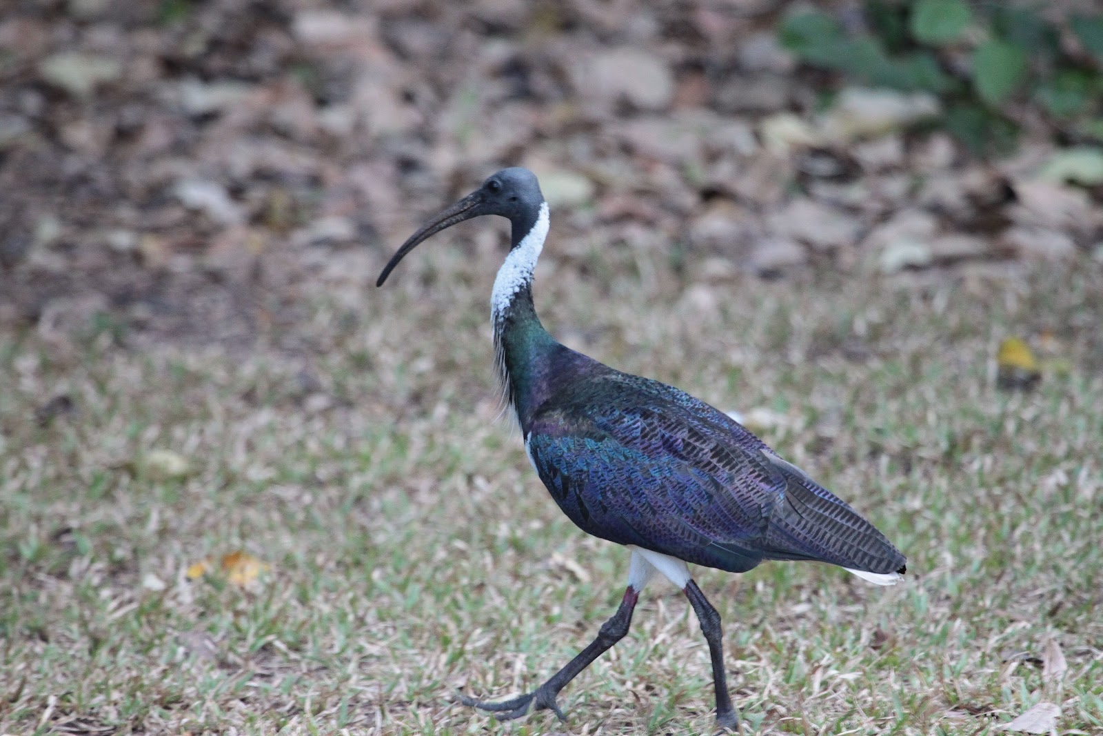 Richard Waring's Birds of Australia: Waterbirds from the Top End