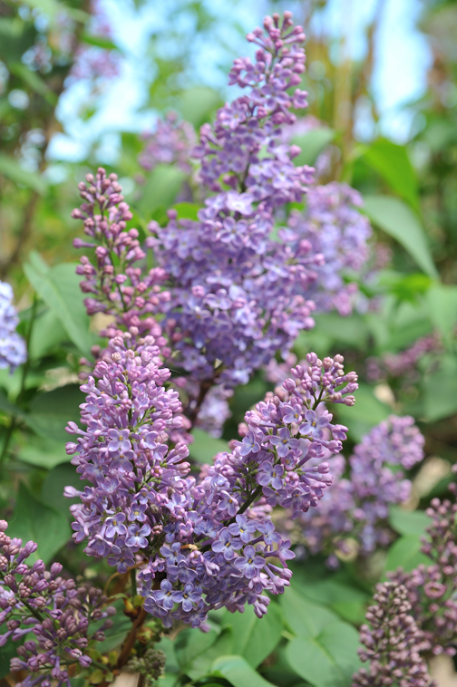 High Desert Gardener: Scented Plants in the Landscape